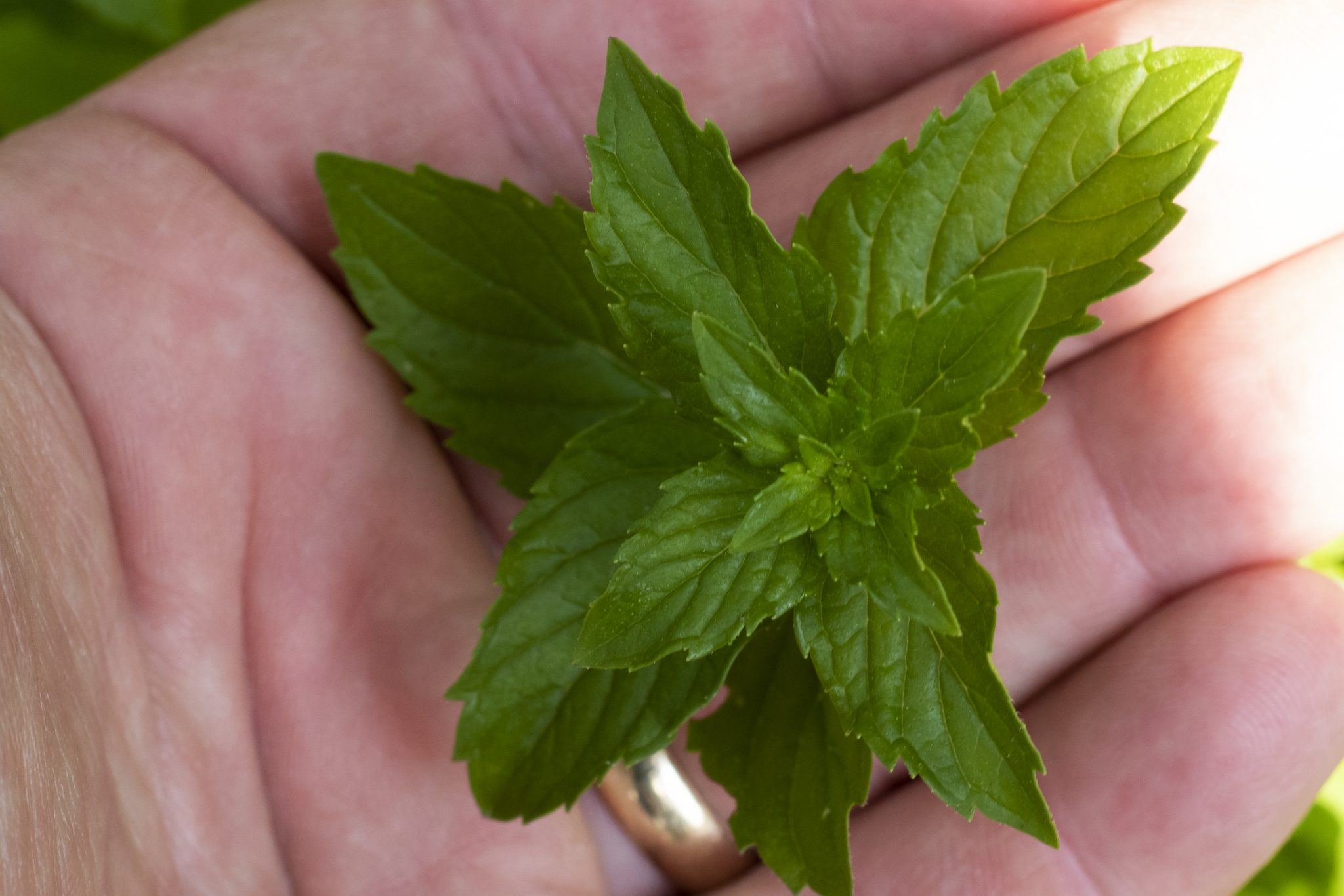 Growing Sweet, Seductive Mint - Countryside